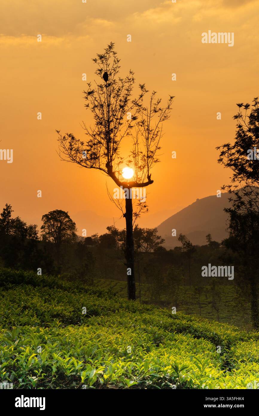 Natural Tea Plantation in Devala Hutty Sunset Tamilnadu, India Stock ...