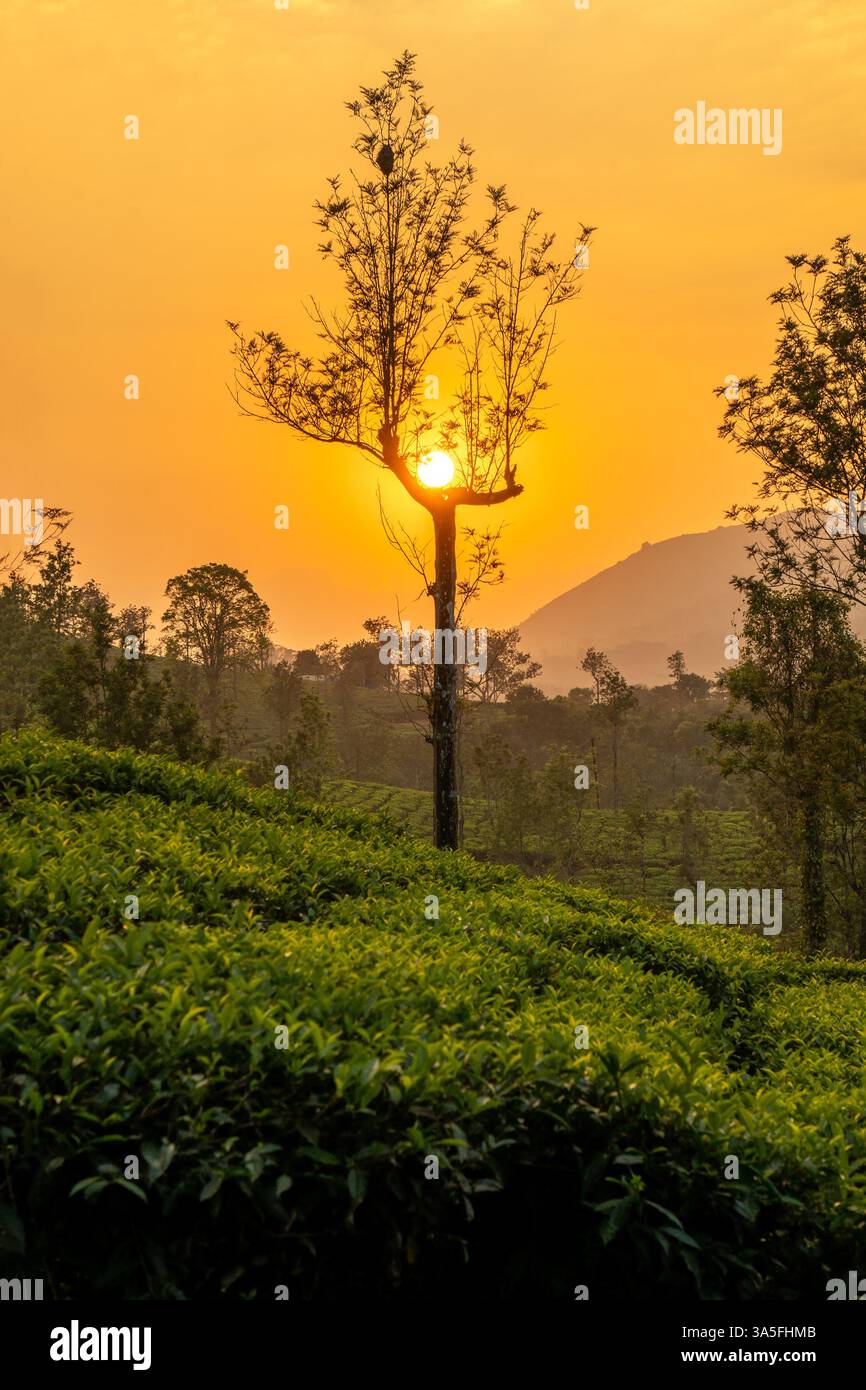 Natural Tea Plantation in Devala Hutty Sunset Tamilnadu, India Stock ...