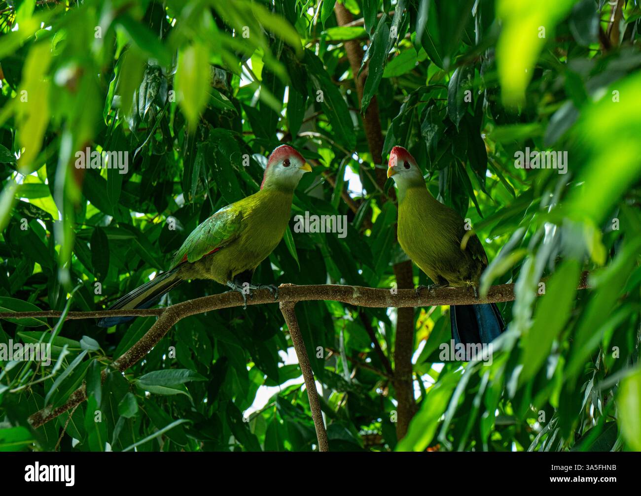 Crested turacos hi-res stock photography and images - Alamy