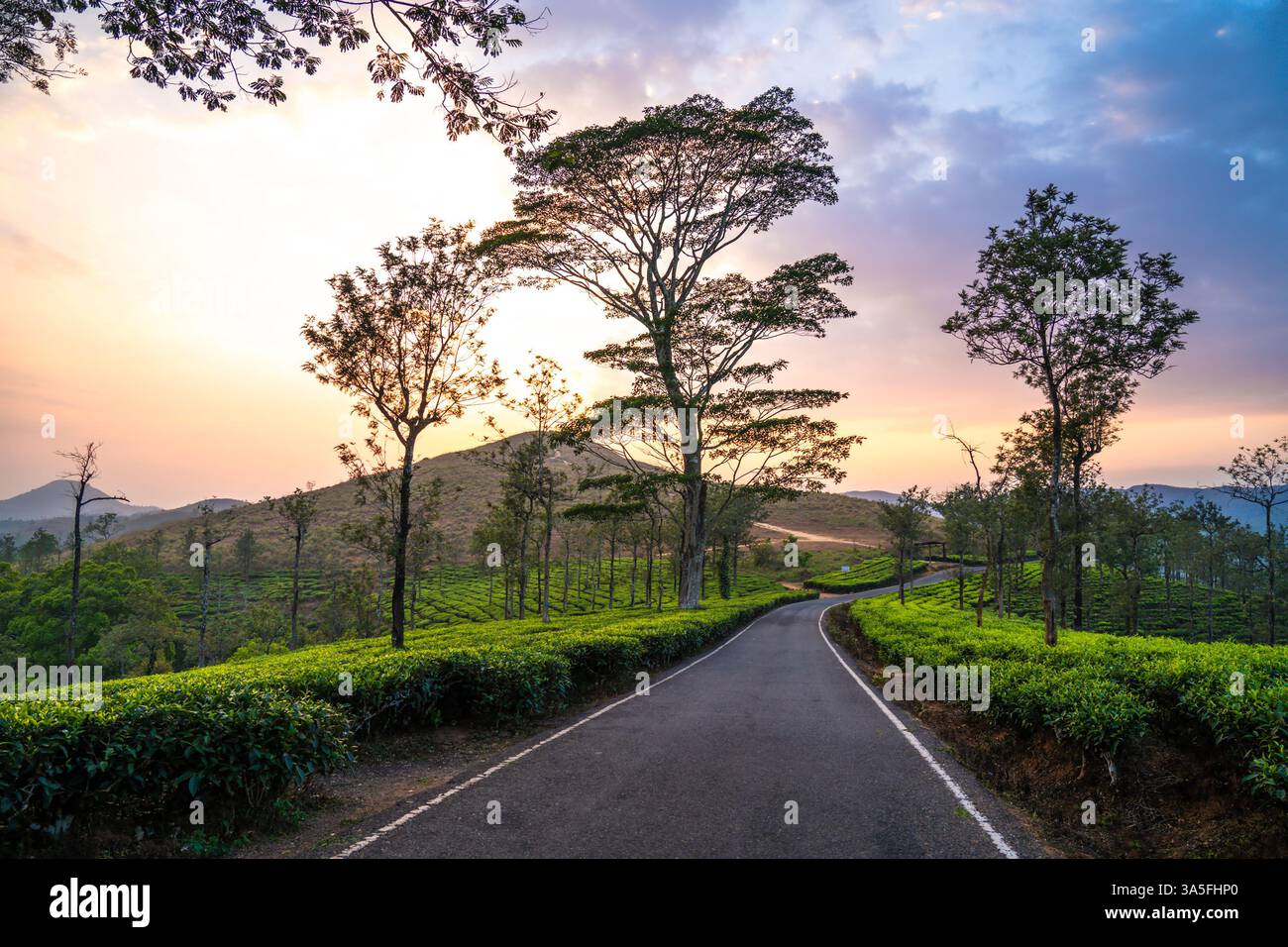 Natural Tea Plantation in Devala Hutty Sunset Tamilnadu, India Stock ...