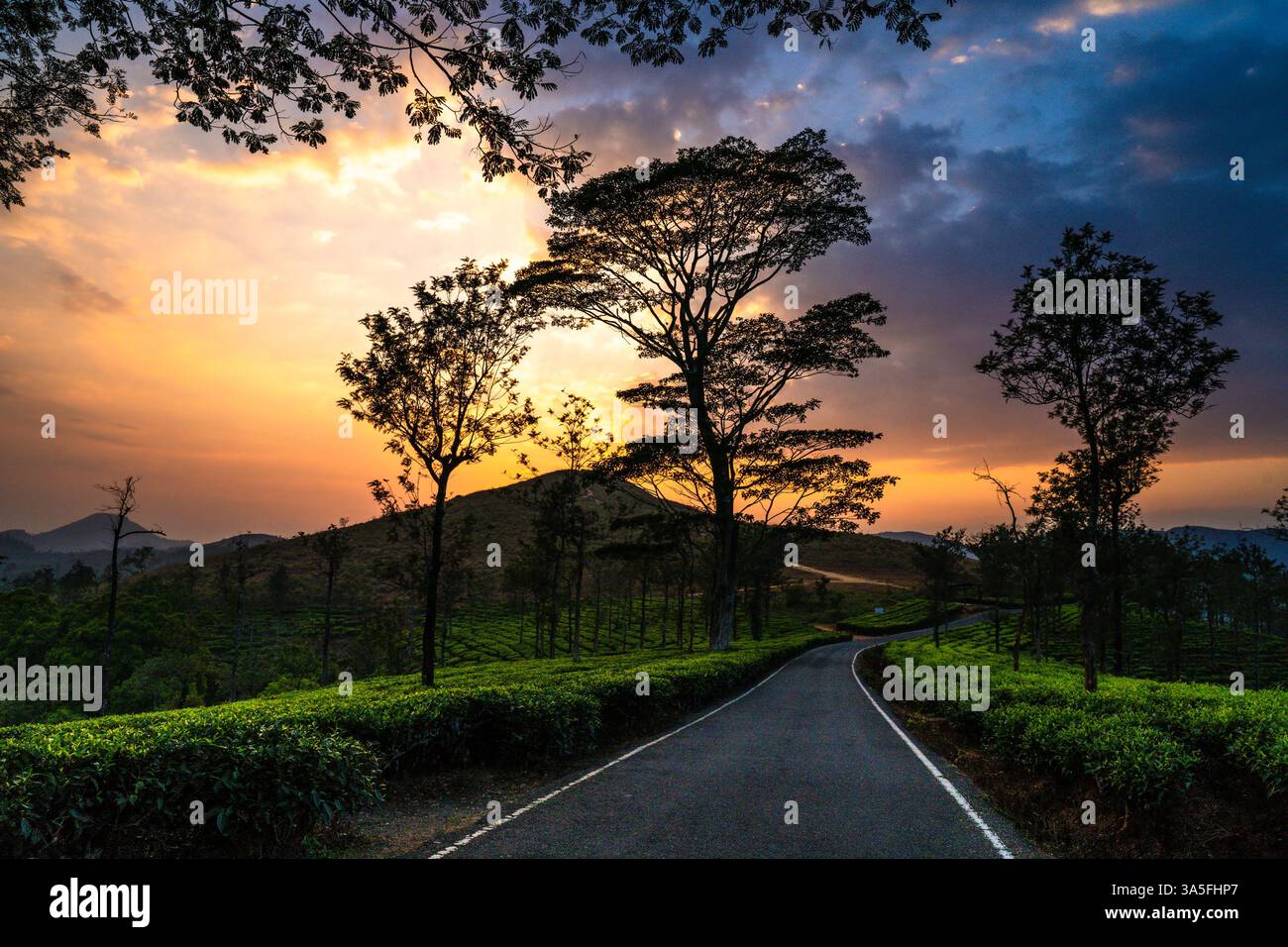 Natural Tea Plantation in Devala Hutty Sunset Tamilnadu, India Stock ...