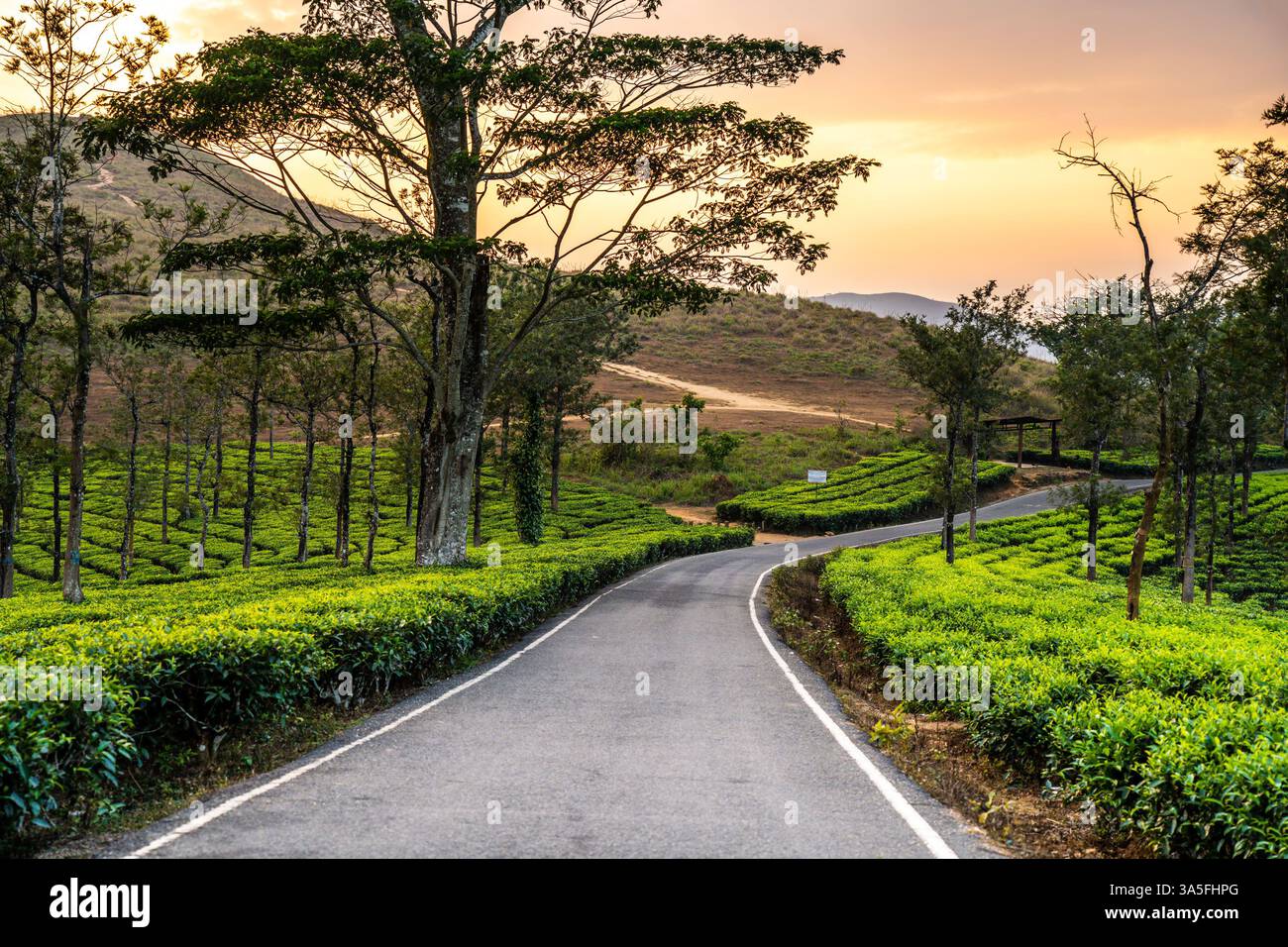 Natural Tea Plantation in Devala Hutty Sunset Tamilnadu, India Stock ...
