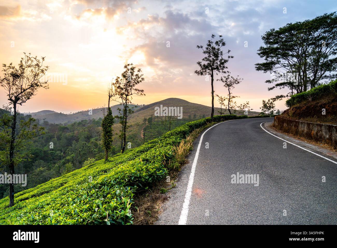 Natural Tea Plantation in Devala Hutty Sunset Tamilnadu, India Stock ...