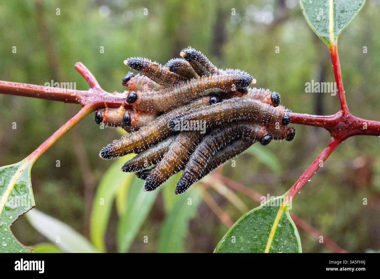 Australian Sawfly larvae clustering on a Gum Tree branch Stock Photo ...
