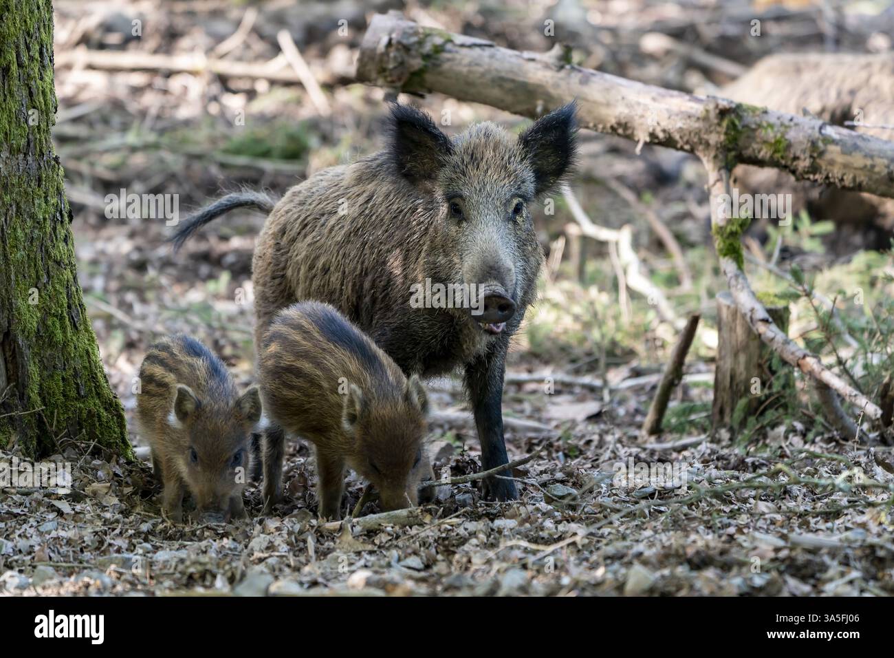 Boar hog eats hi-res stock photography and images - Alamy