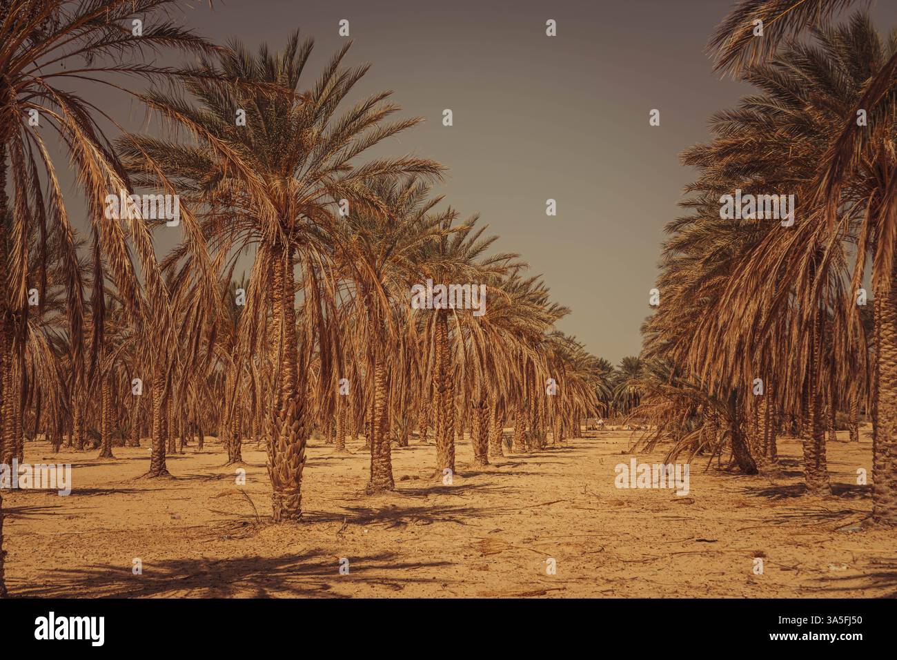 Rows of palm trees at a date farm in Douz, Tunisia, over sandy soil ...