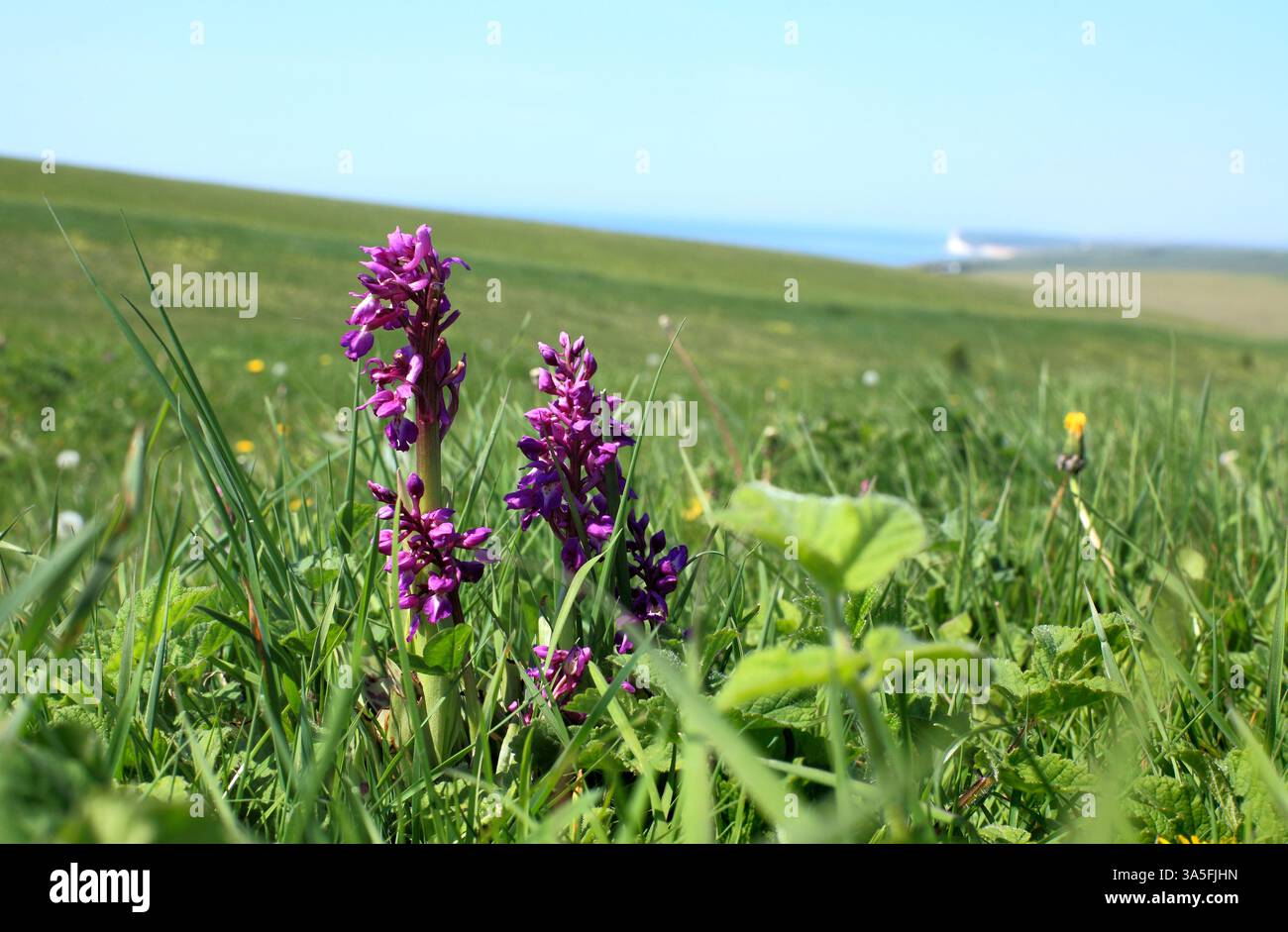 Early purple orchids flowering on the South Downs near Beachy Head ...