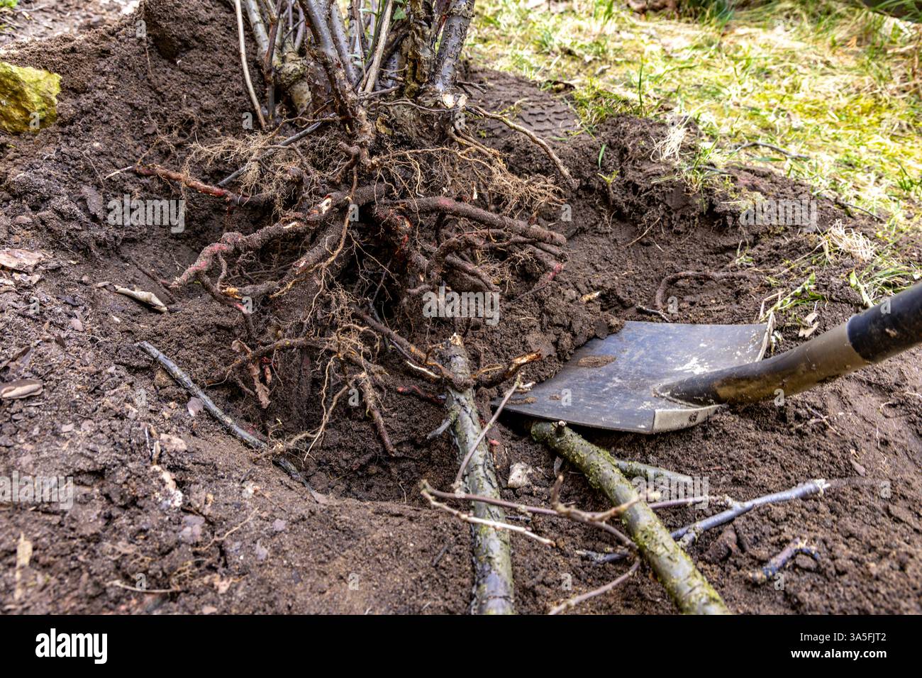Pulling out bushes hi-res stock photography and images - Alamy