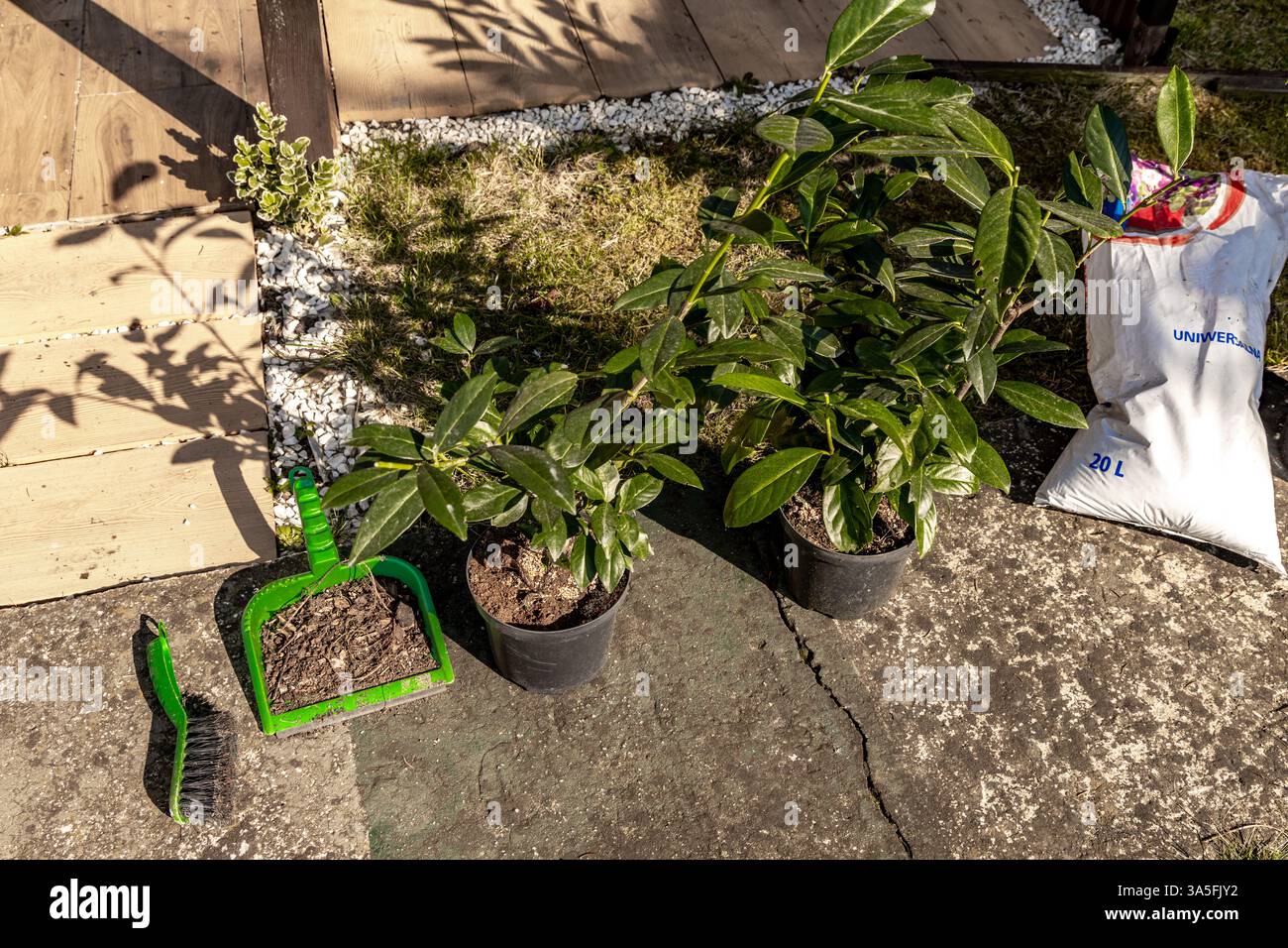 Preparing the ground for planting new cherry bushes, digging in the ...