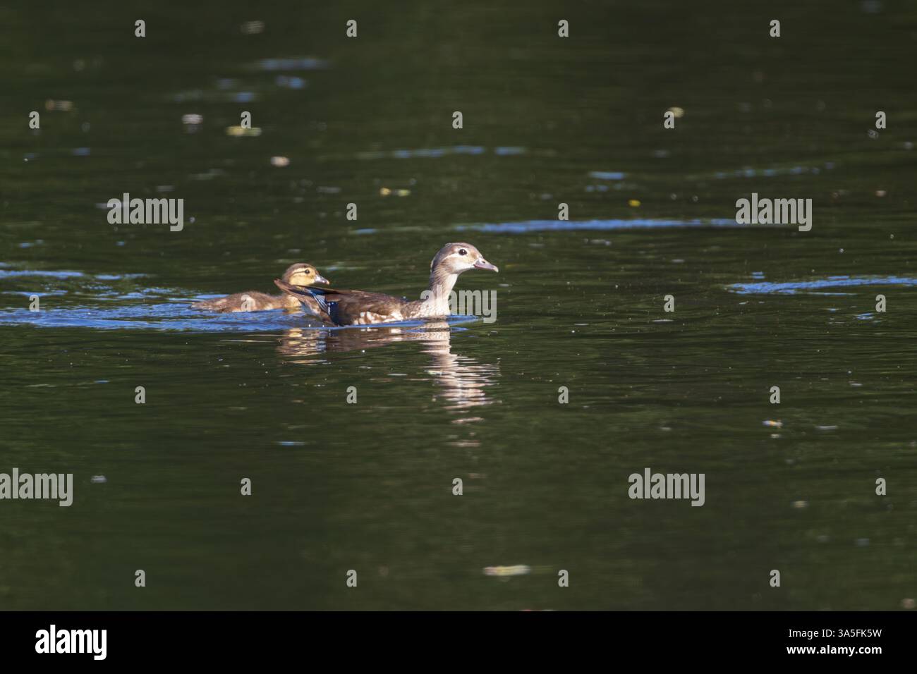 Mandarin Duck and its duckling swimming on the River Wear, County ...