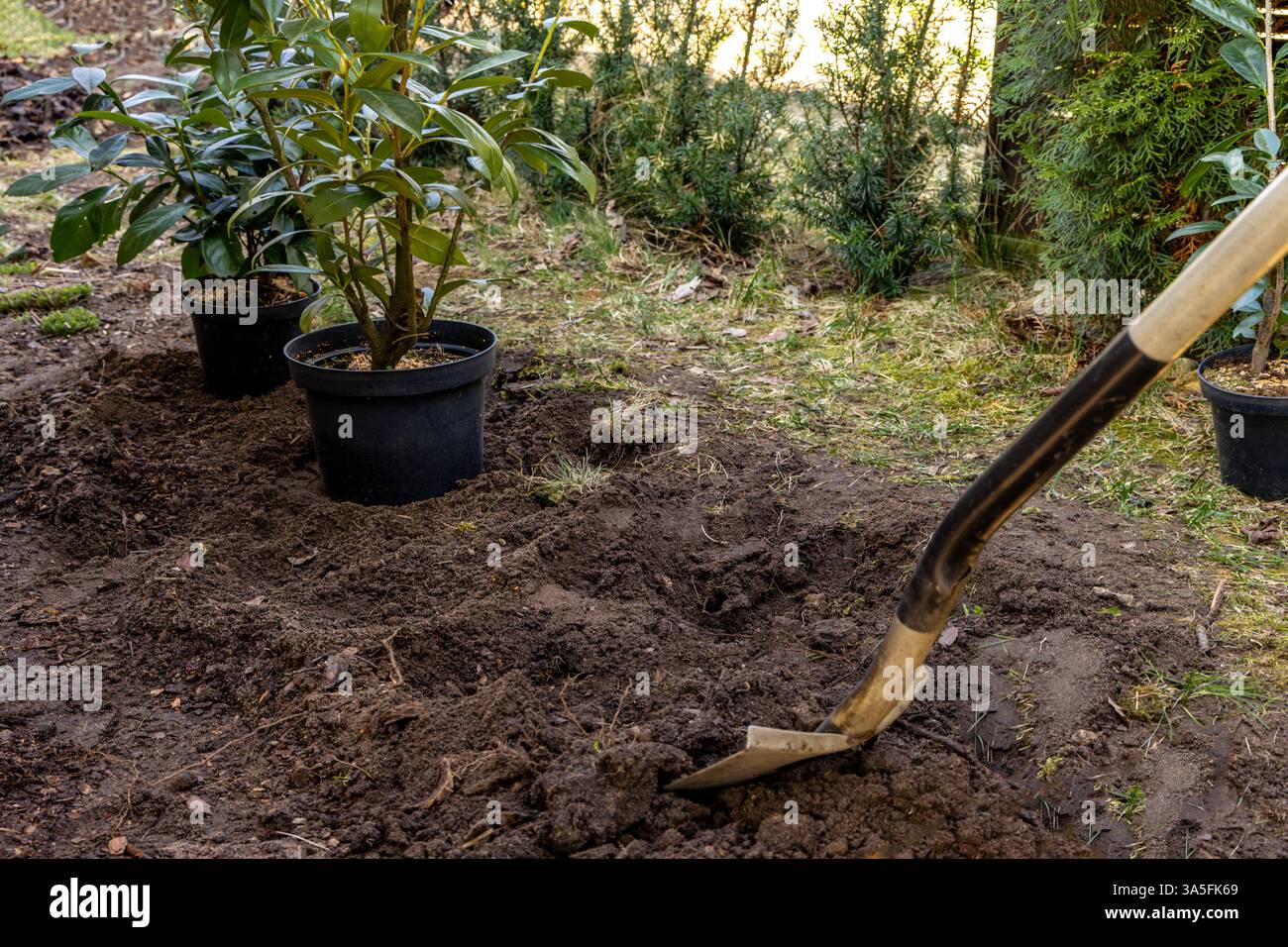 Preparing the ground for planting new cherry bushes, digging in the ...