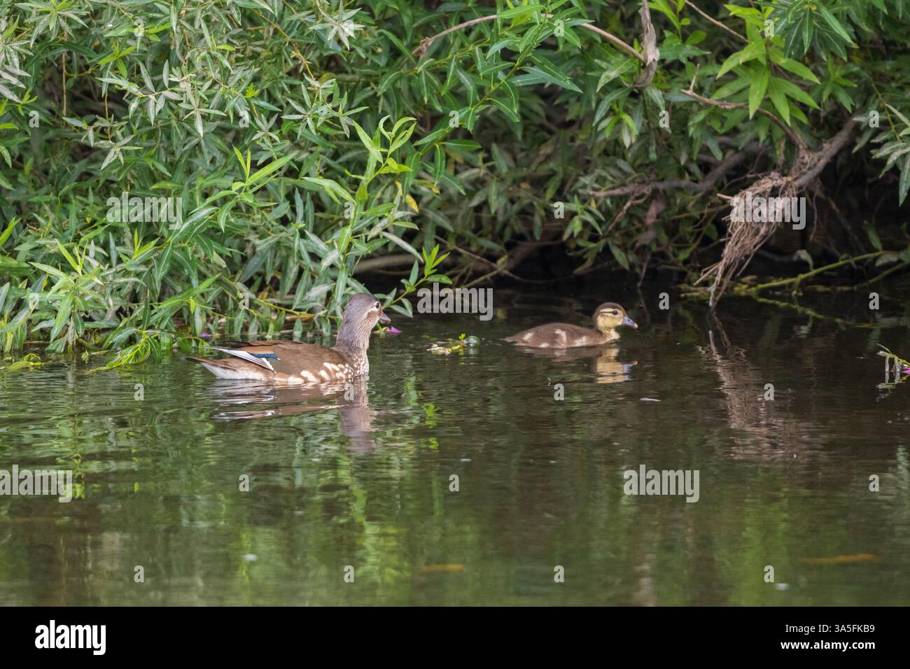 Mandarin Duck and its ducklings swimming on the River Wear, County ...