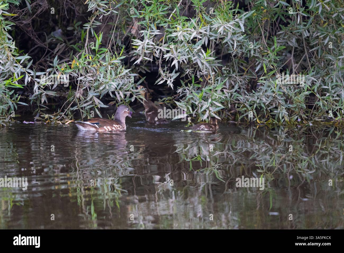 Mandarin Duck and its ducklings swimming on the River Wear, County ...