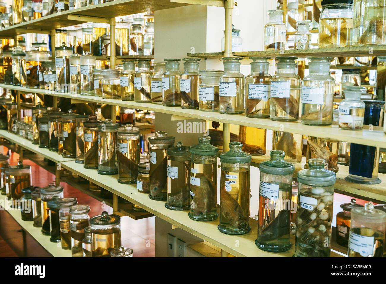 flasks with marine animals and fish on the shelves in the biological ...