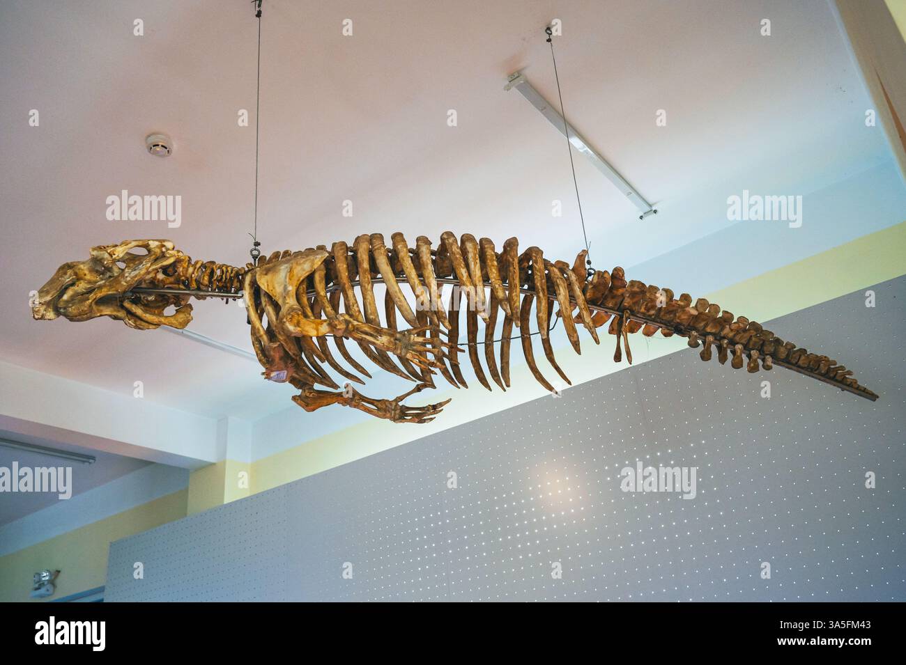 The skeleton of a marine animal is on display in the museum. Nha Trang ...
