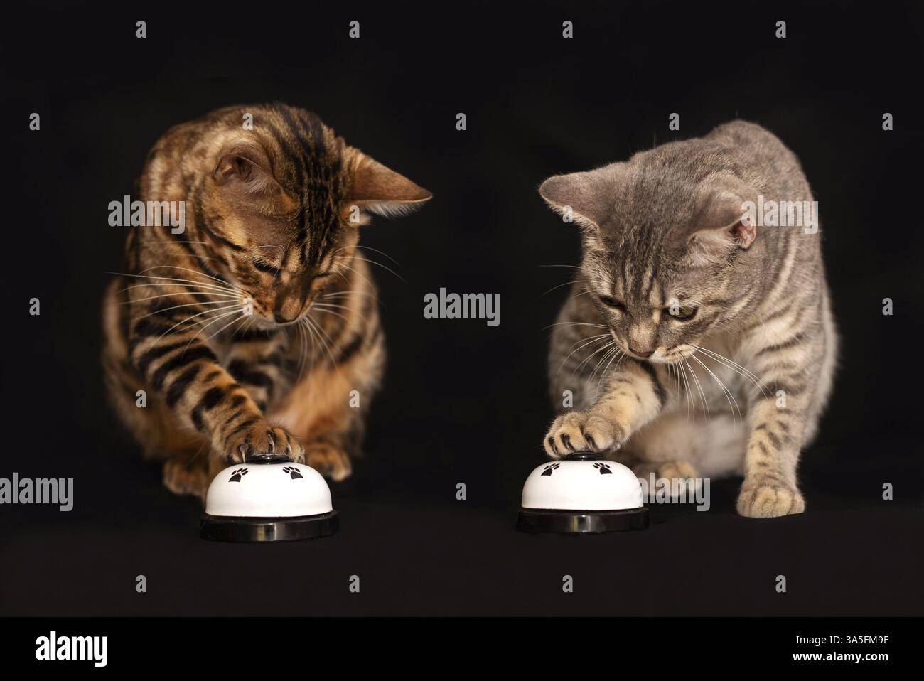 Half bengal cat hi-res stock photography and images - Alamy