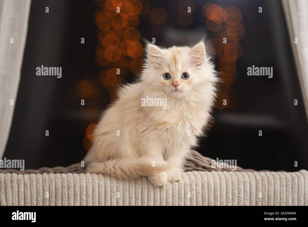 German Longhair Cat Stock Photo - Alamy
