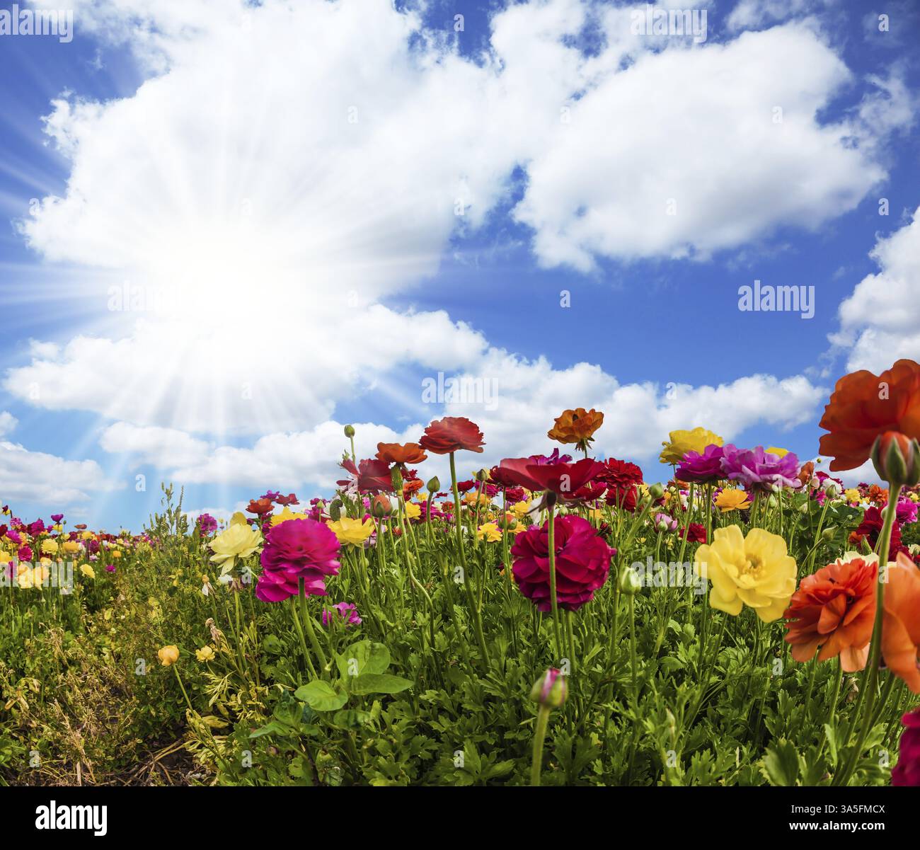 Spring flowering. Magnificent field of flowering buttercups. The spring ...