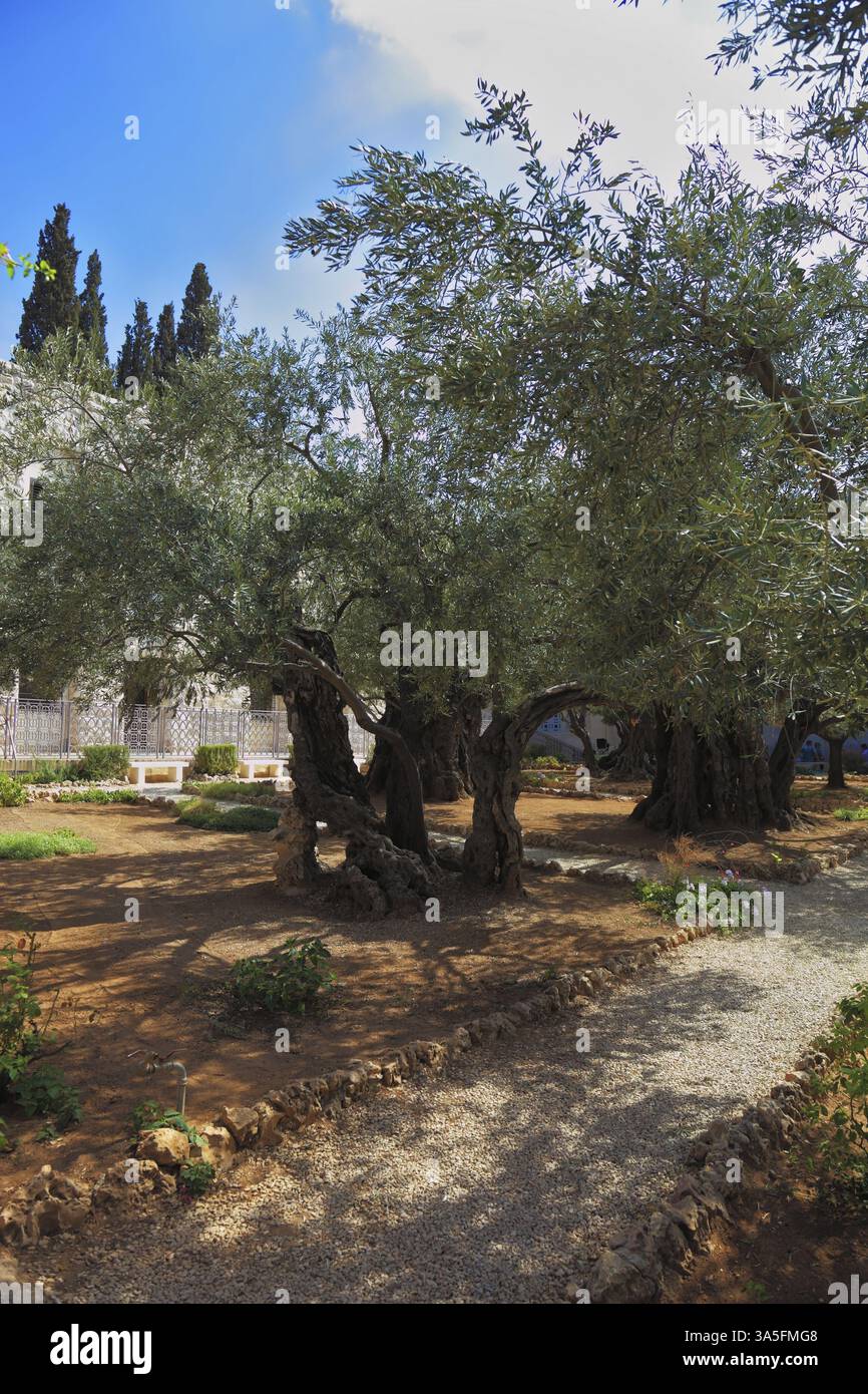 The path between the old olive trees in the Garden of Gethsemane ...