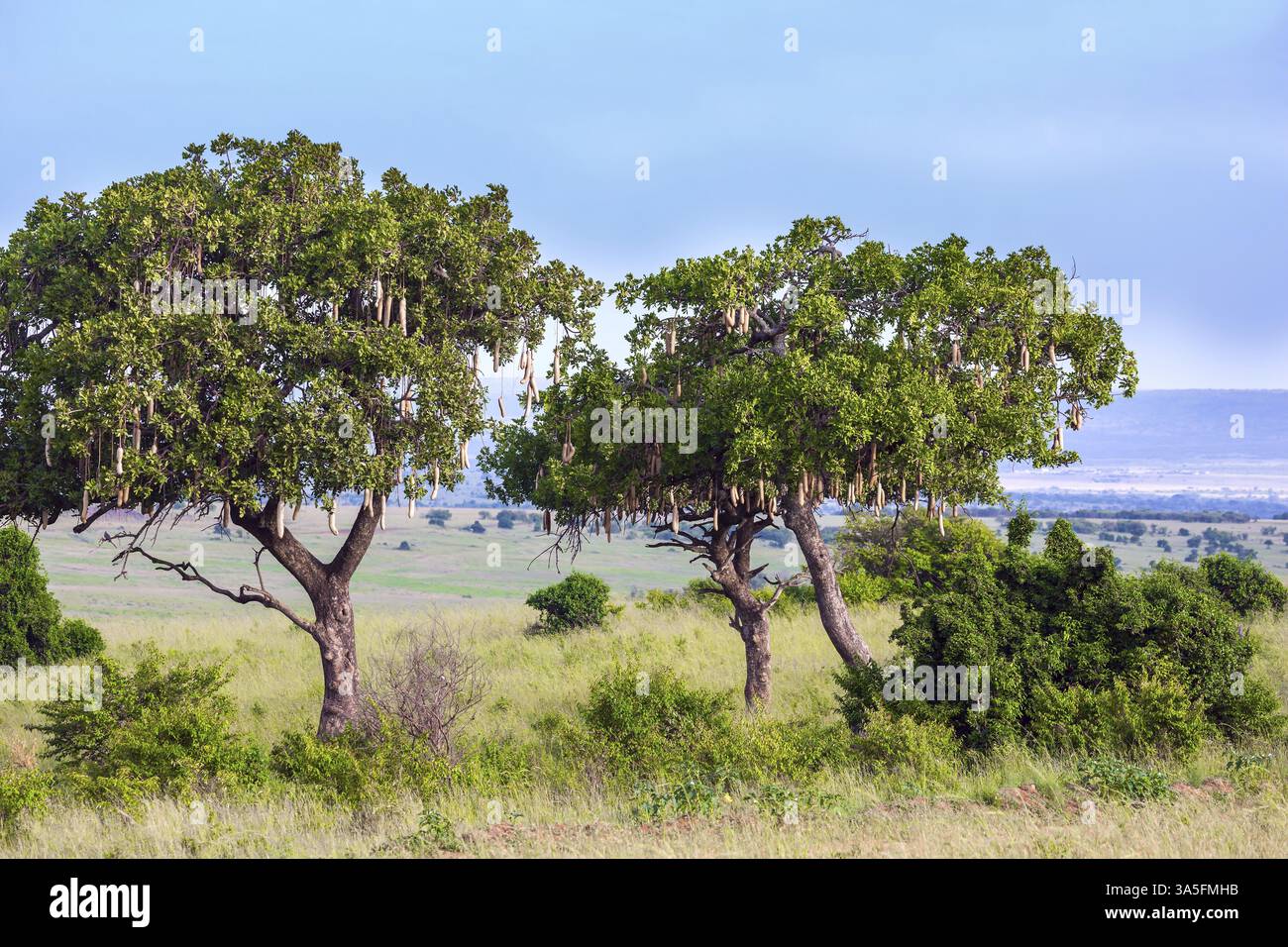 Windy spring day. African savannah at sunset. Evergreen acacia with ...