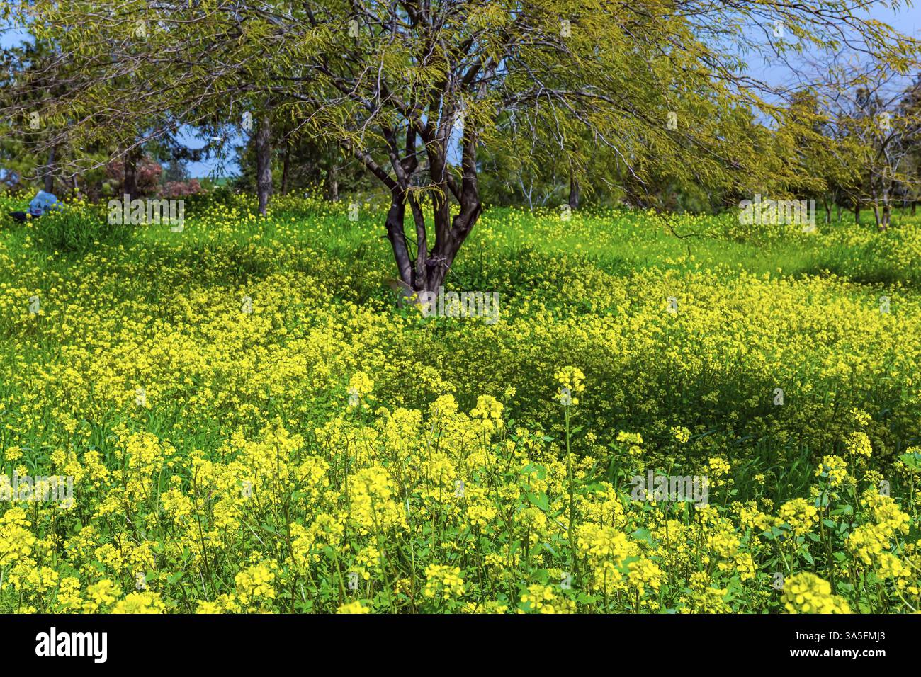Magnificent spring in Kibbutz Beeri. Israel. Fresh green grass ...
