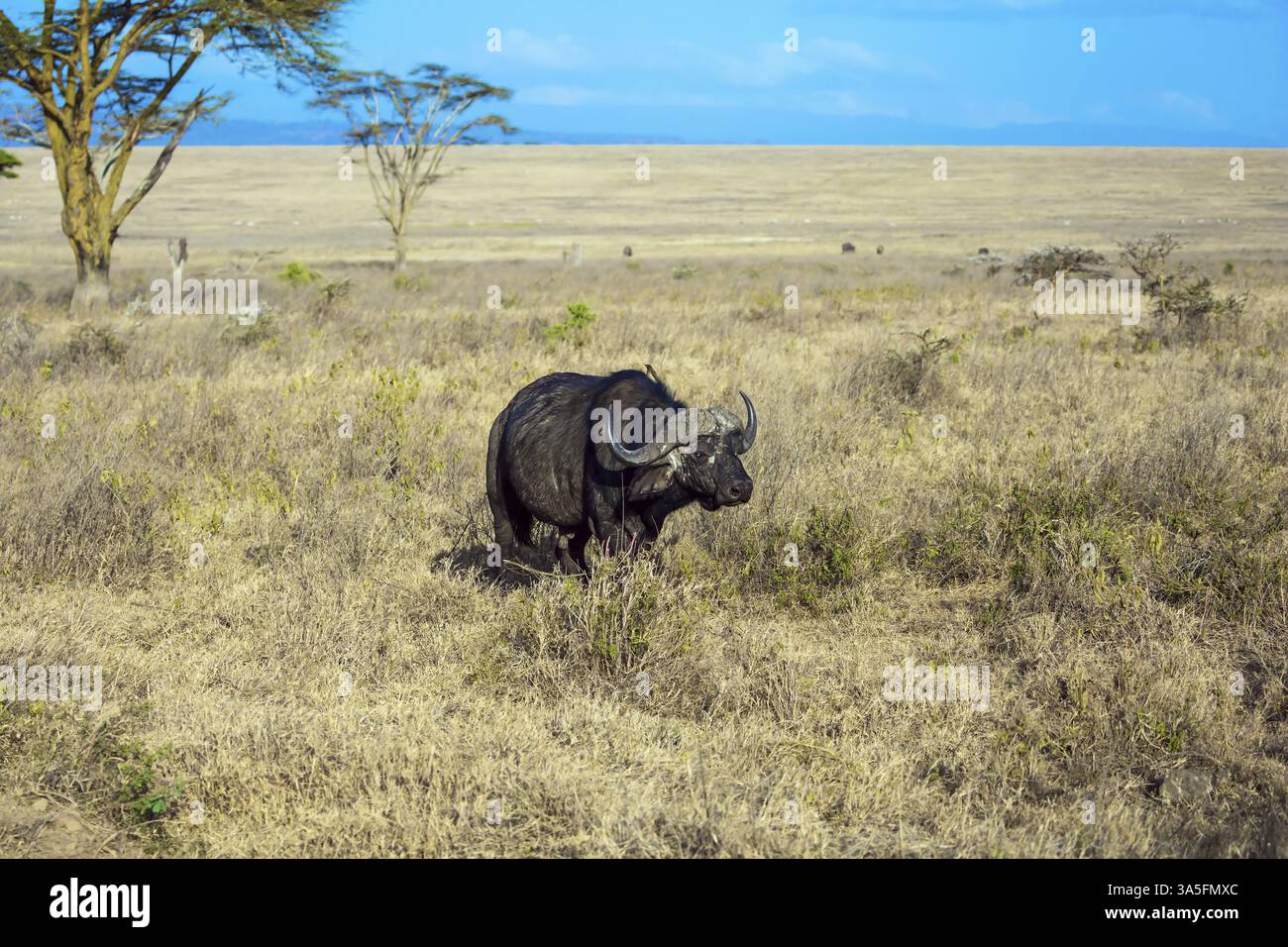 The famous African Big Five. Magnificent buffalo grazing in the ...