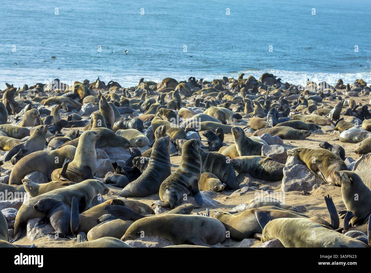 Africa. Cape Cross is the largest South African fur seal rookery in the ...