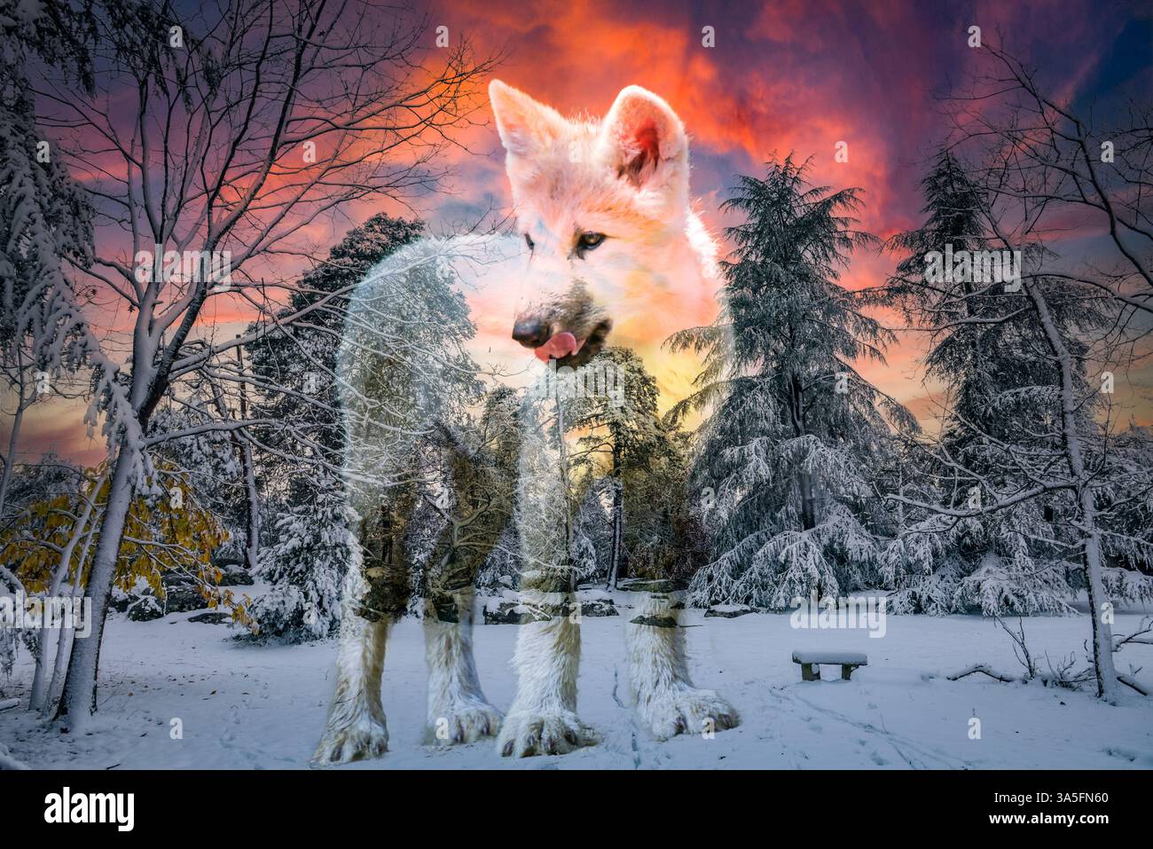 view of an arctic wolf cub in a beautiful winter setting Stock Photo ...