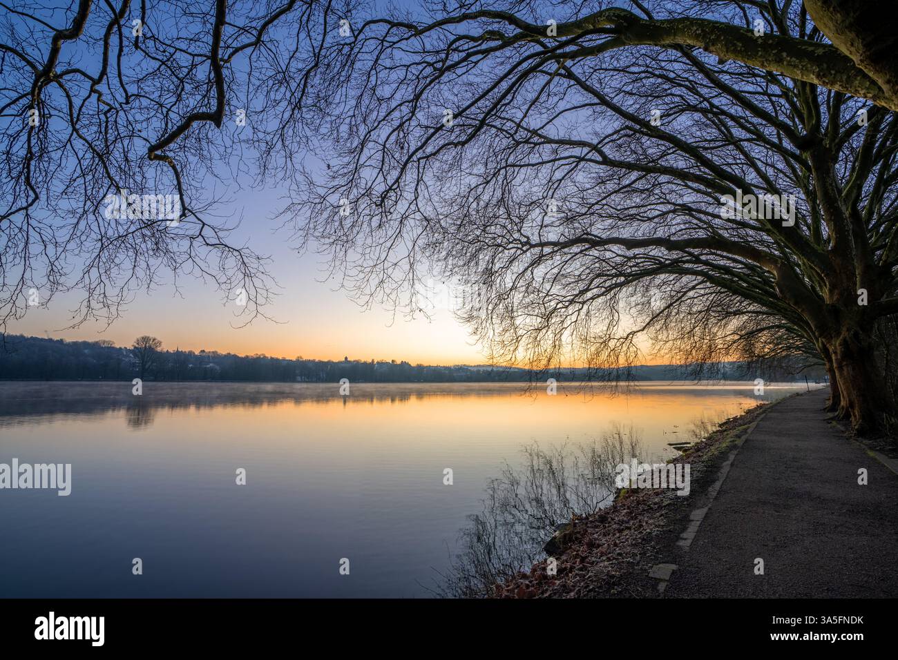 Famous plane trees on the lakefront of Baldeney lake, Essen, Germany ...
