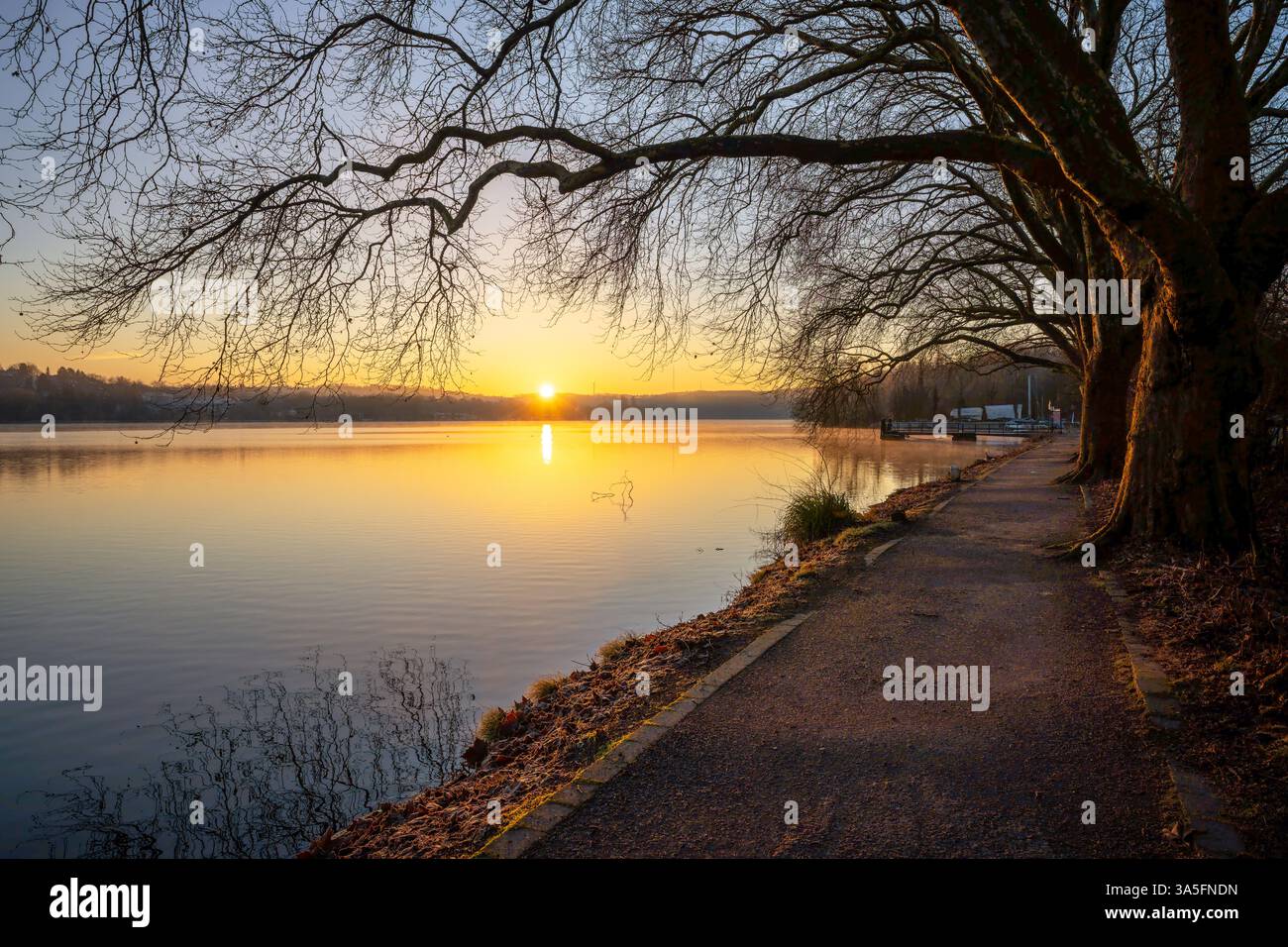 Famous plane trees on the lakefront of Baldeney lake, Essen, Germany ...