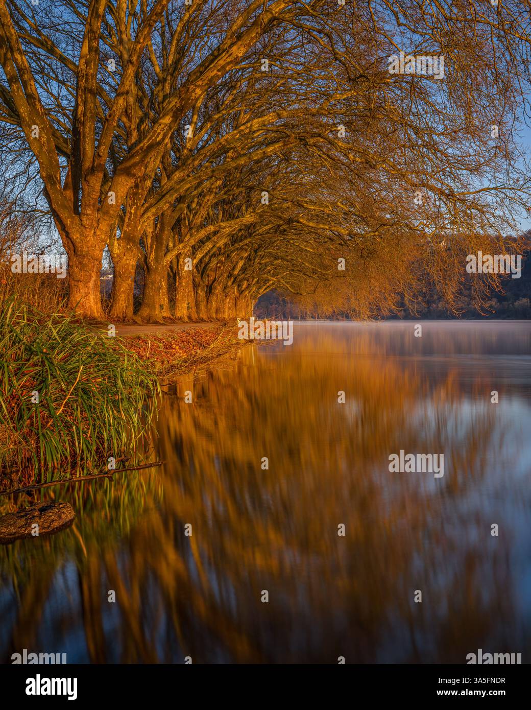 Famous plane trees on the lakefront of Baldeney lake, Essen, Germany ...