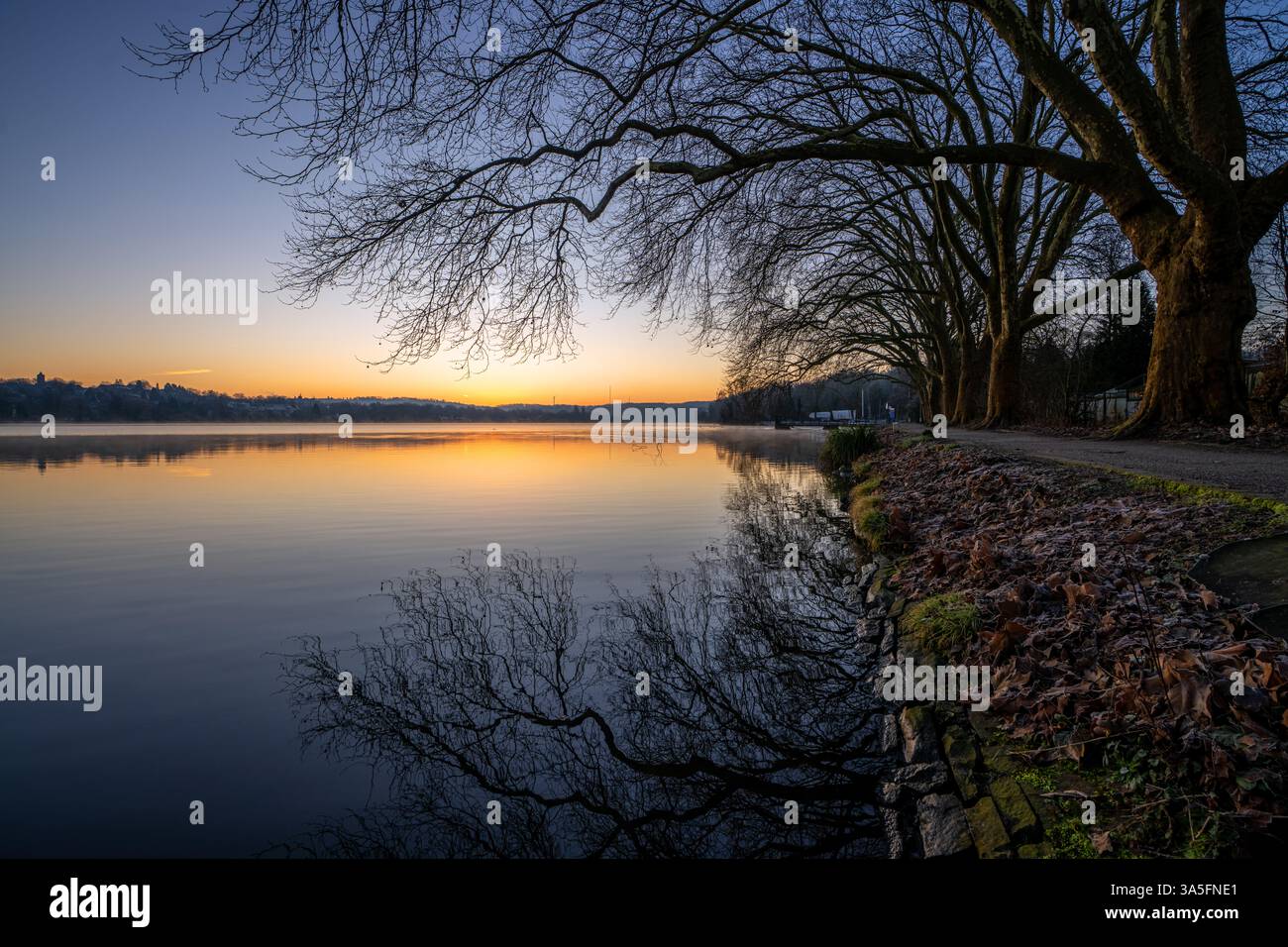 Famous plane trees on the lakefront of Baldeney lake, Essen, Germany ...