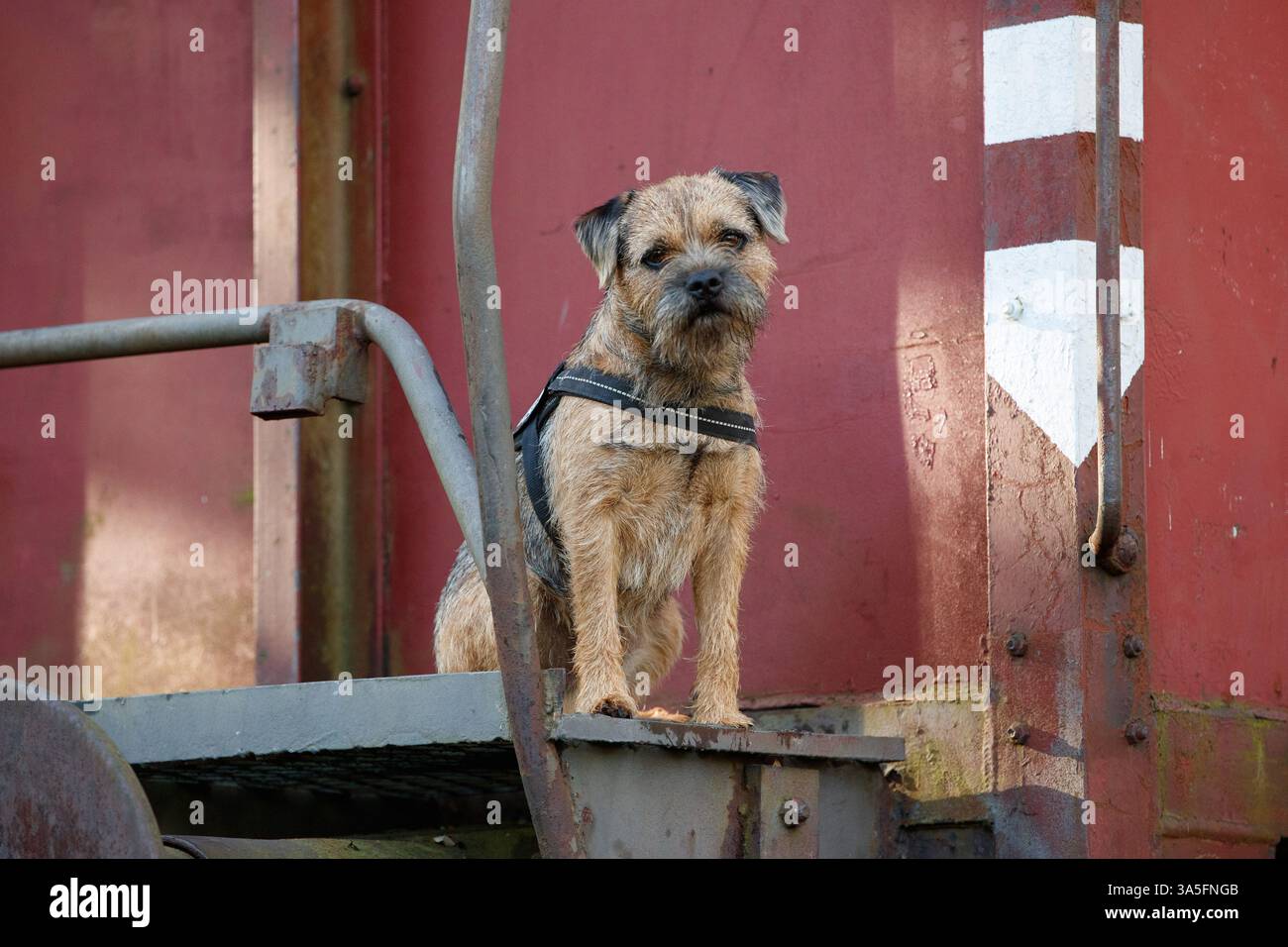 adult Border Terrier Stock Photo - Alamy