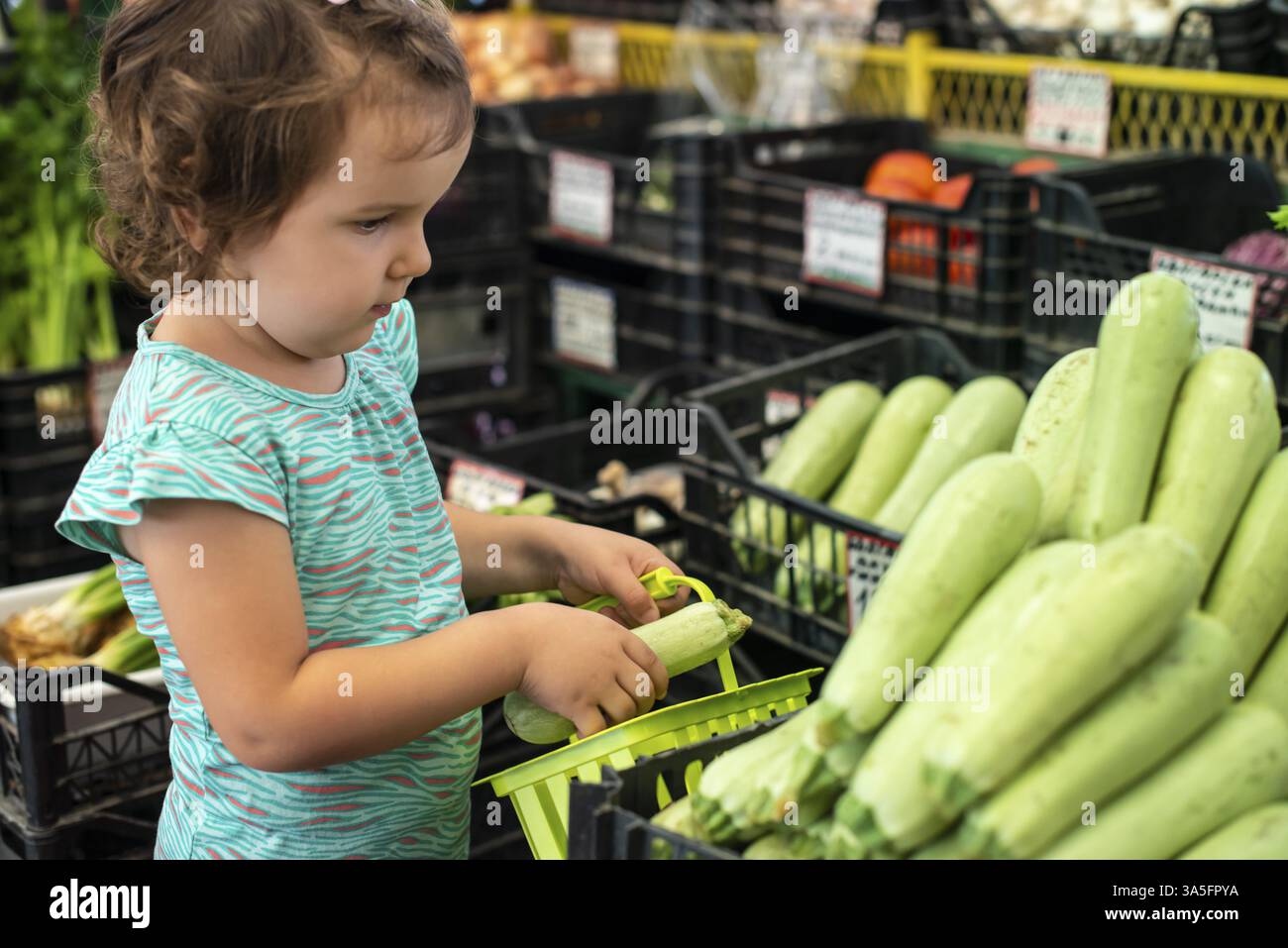 Child collect zucchini in basket. Kid shopping in vegetable market ...