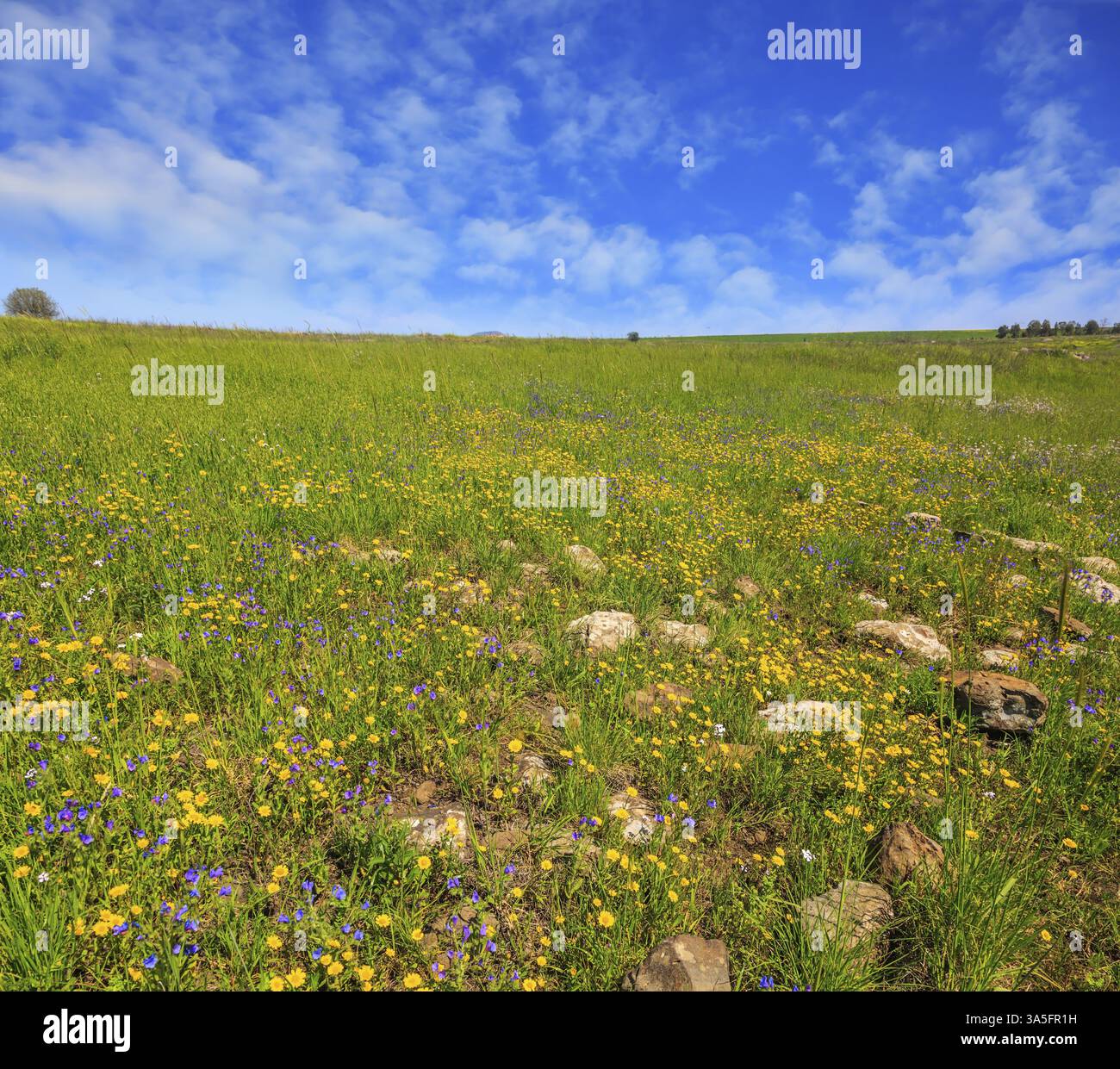 The hills are covered with a continuous carpet of wild flowers. The ...