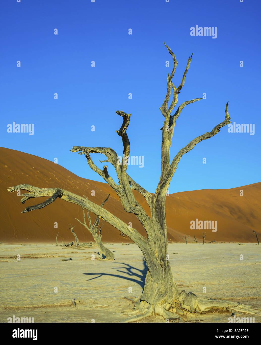 Beautifully curved a dry tree. Orange dune. The bottom of dried lake ...