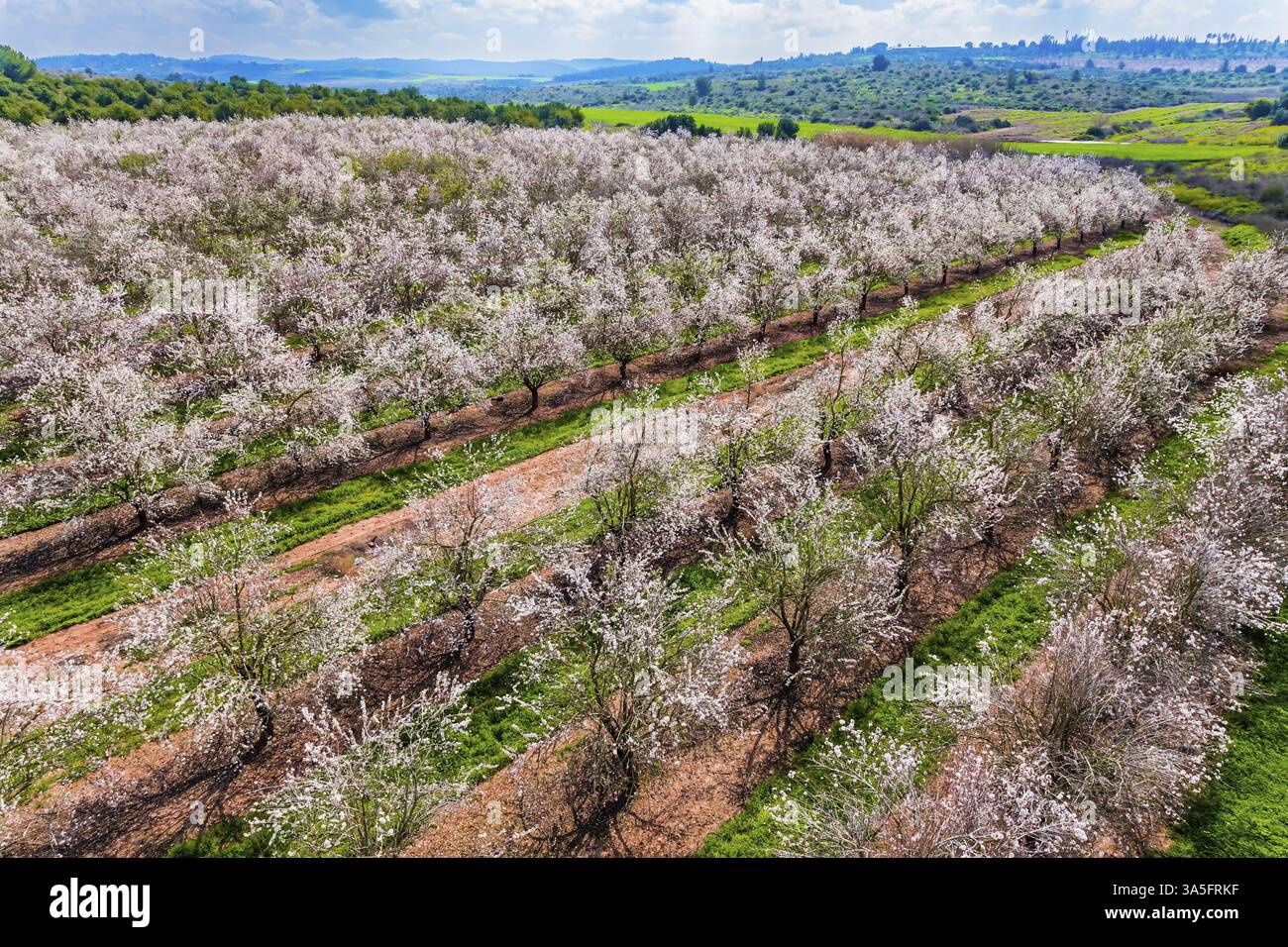 Beautiful shot giant trees in hi-res stock photography and images - Alamy