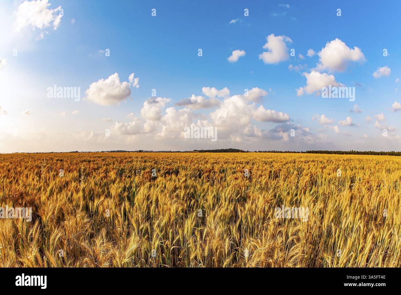 Field of ripe wheat. Israel, spring sunny day. Kibbutz in southern ...