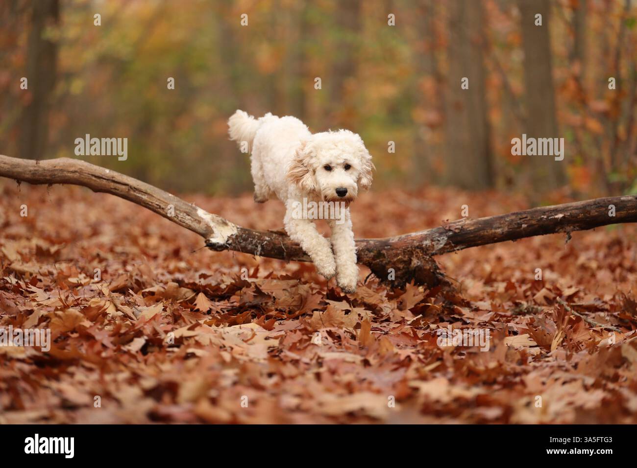 Cockapoo in autumn Stock Photo - Alamy