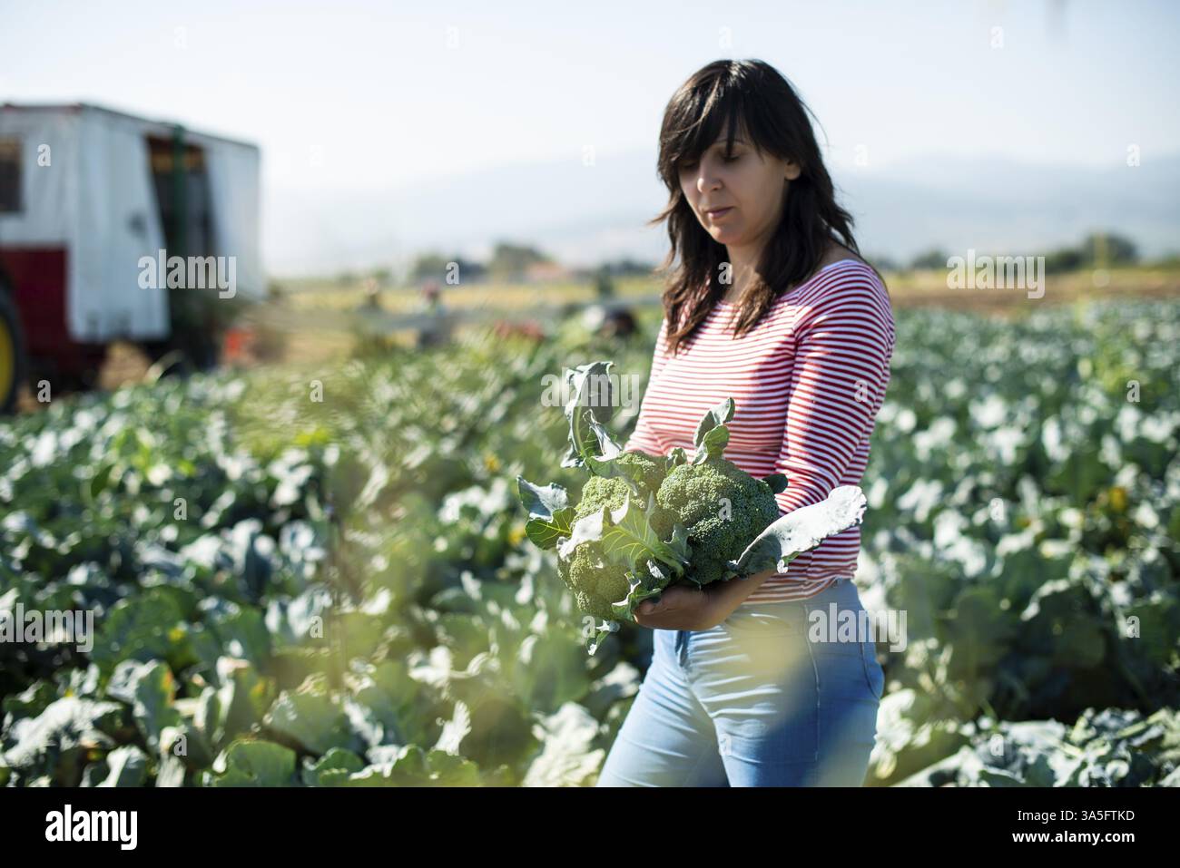 Worker shows broccoli on plantation. Picking broccoli. Tractor and ...