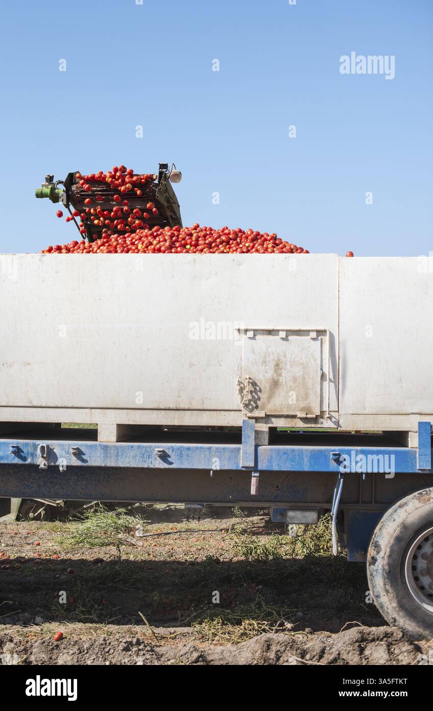 Harvester collects tomatoes in trailer. Close up pile tomatoes Stock ...