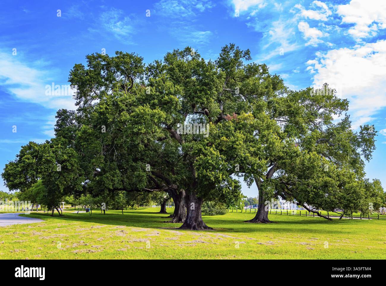 The magnificent City Park. Unforgettable New Orleans. Centenary oak ...