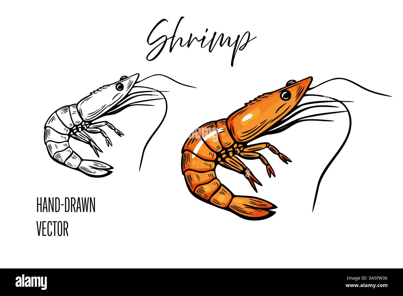shrimp vector art hand drawn shrimp in color and outline Stock Vector ...