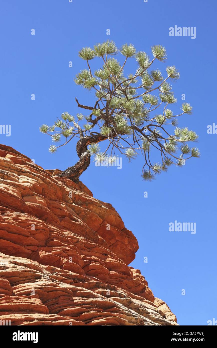 The famous Jumping Tree Jerky-tree. Zion National Park, USA. Striped ...
