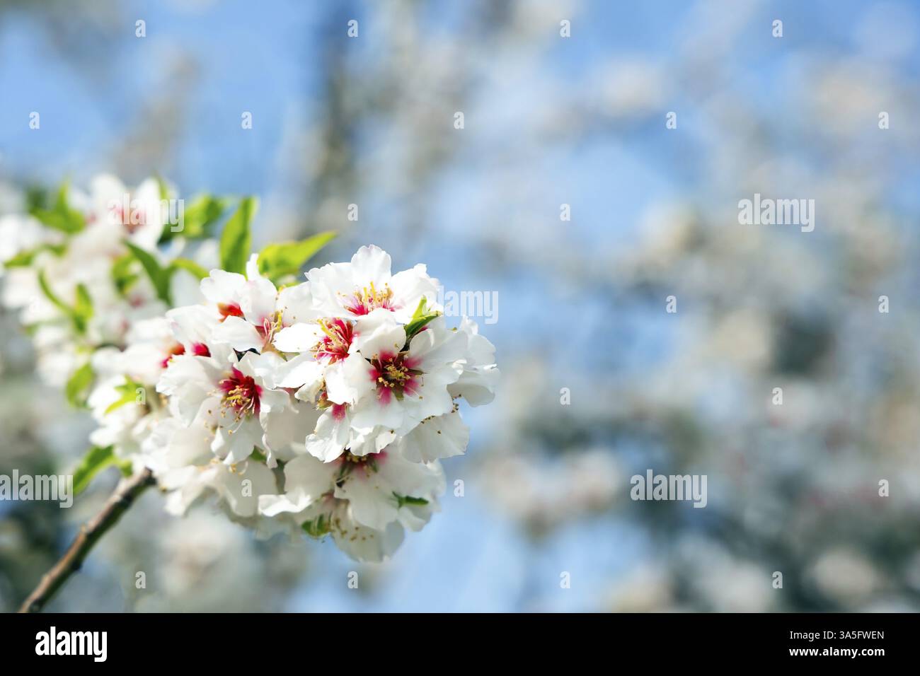 Spring came. Almond blossomed. February in Israel. Branch of blooming ...