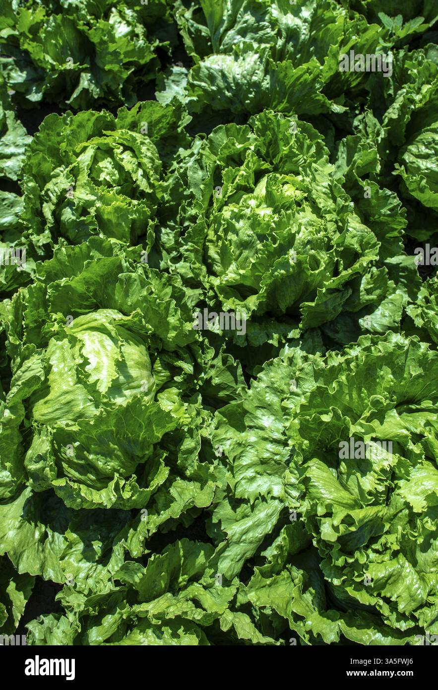 Lettuce iceberg farm. Background of many heads Lettuce iceberg on the ...