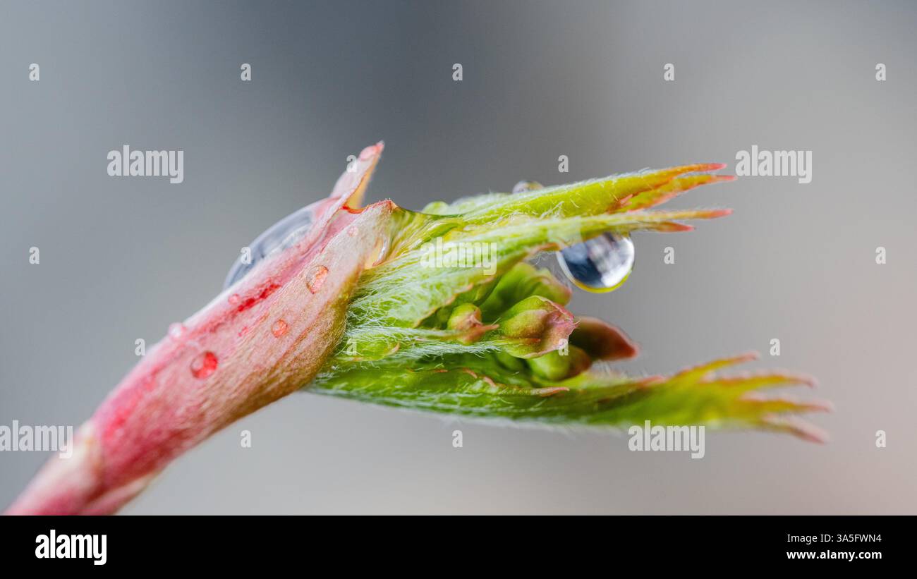 23 March 2025, North Rhine-Westphalia, Cologne: A drop of water hangs ...