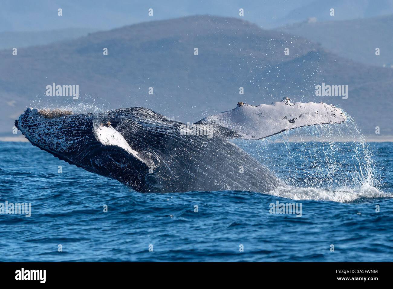 Ab humpback whale breaching in pacific ocean off the coast of todos santos baja california sur ...