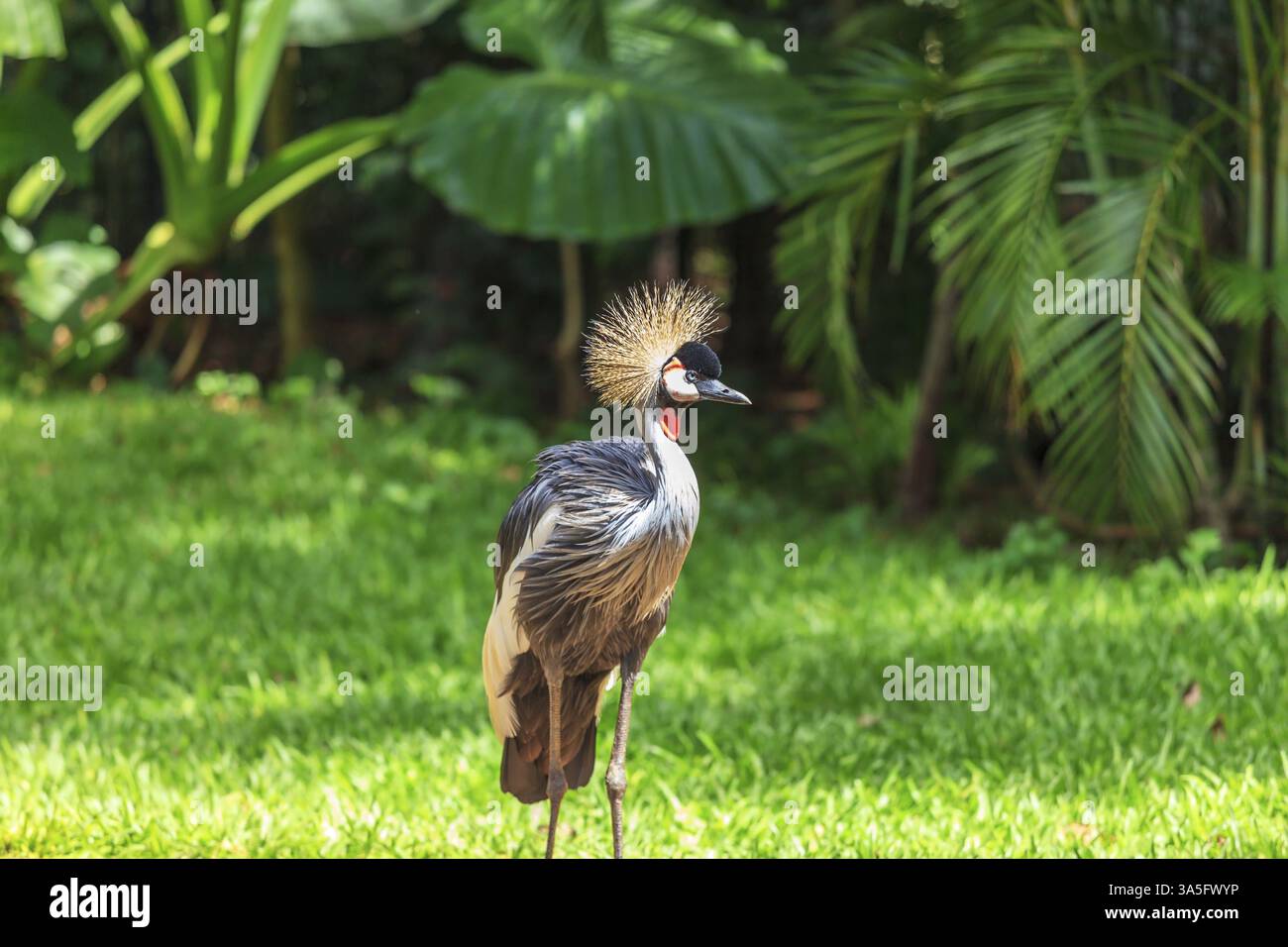 Magnificent Crowned Crane. A picturesque bird in the South American zoo ...