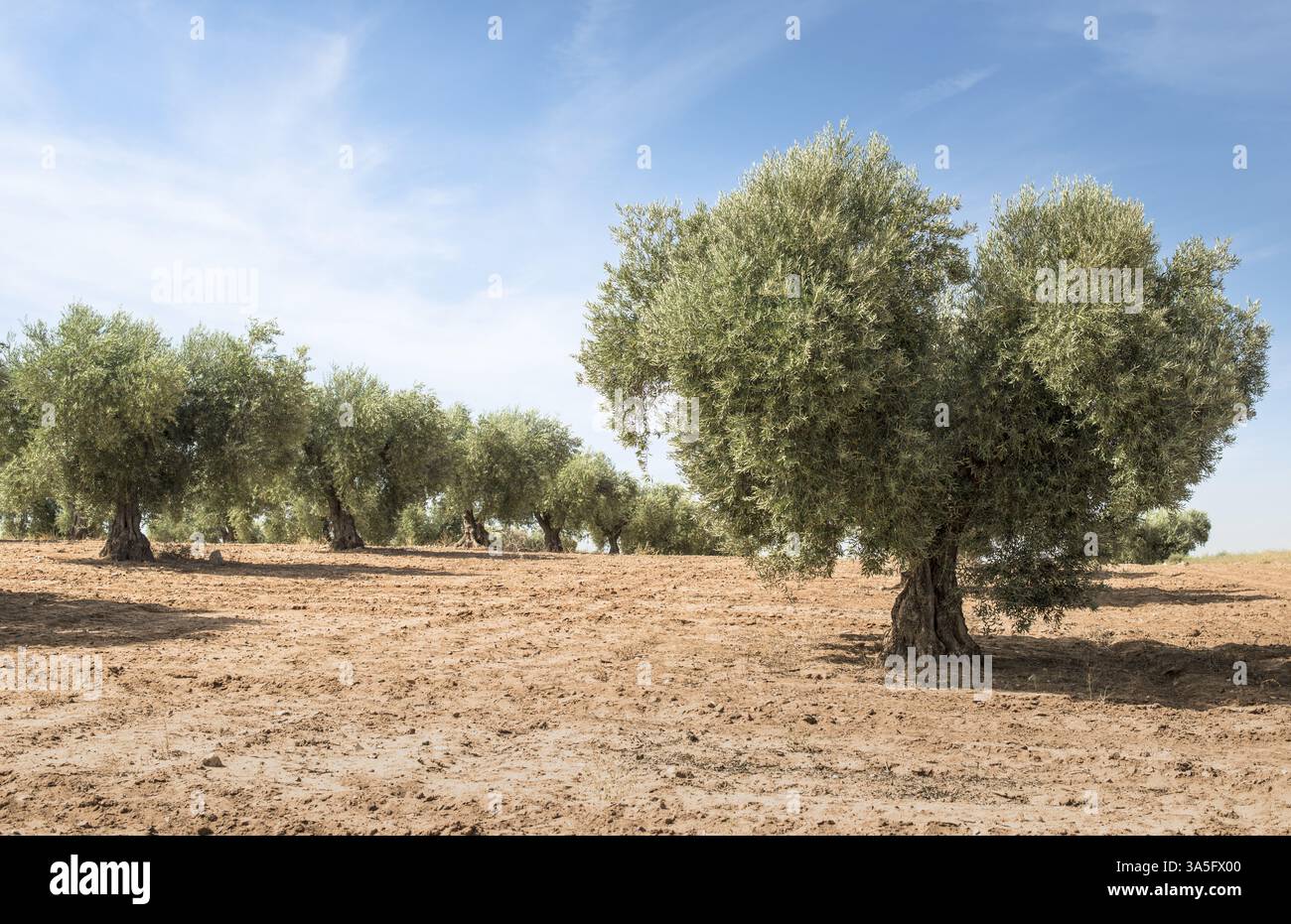 Olive farm. Olive trees in row and blue sky Stock Photo - Alamy